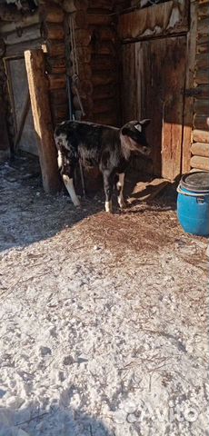 Продам теленка