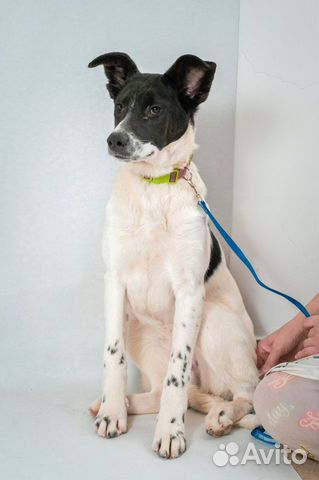 Веснушка 8 месяцев в хорошие руки