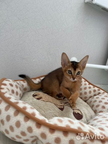 Абиссинские котята