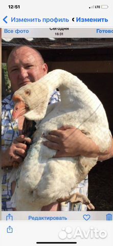 Яйцо гусей холмогоров