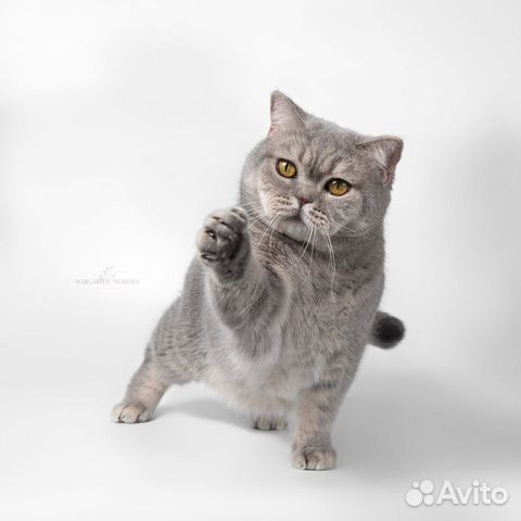 Британская кошка