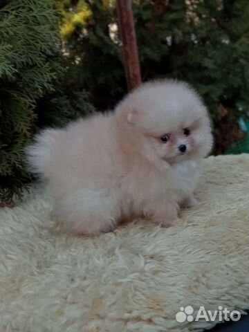 Померанский шпиц медвежьего типа mini