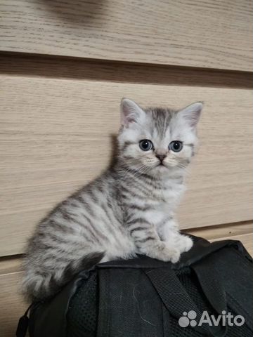 Котята