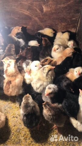 Цыплята суточные домашние