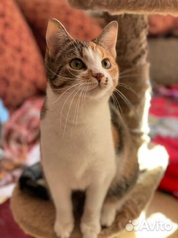 Нежная милая трехцветочка Луиза 8,5 мес ищет дом