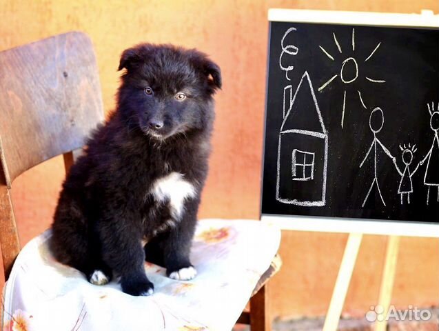 Очаровательный щенок в добрые руки