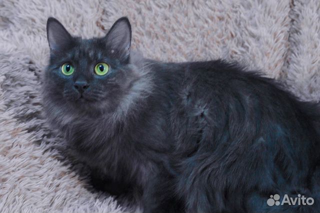 Кошки в добрые руки