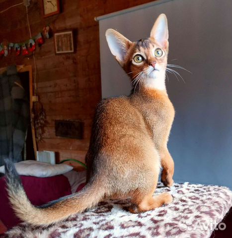 Абиссинский котик, американских линий