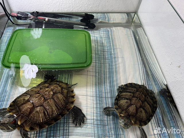 Черепаха красноухая