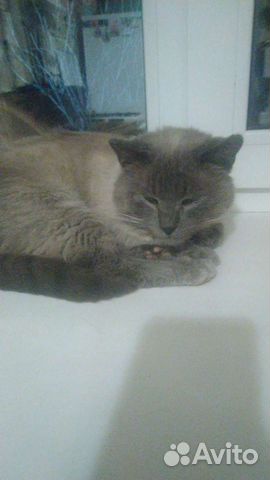 Кот Сиамский