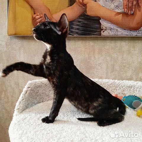 Ориентальная крутая