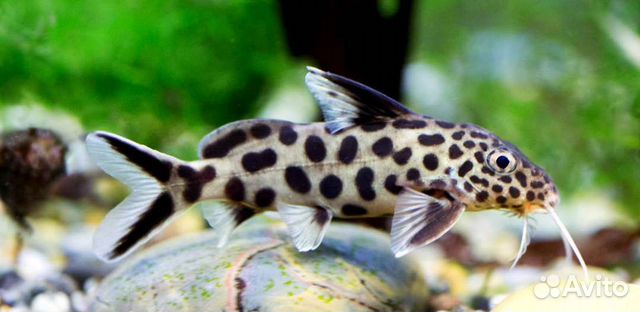 Сомик кукушка