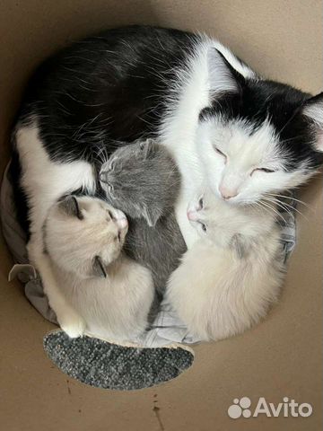 Котята