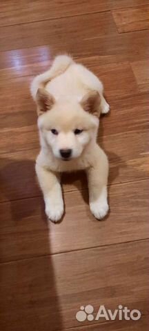 Шиба сиба ину 1,5 года