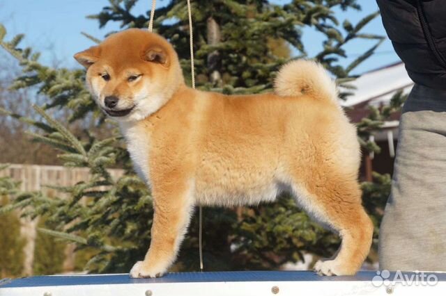 Девочка Сиба ину красотка
