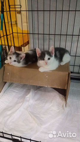 Малыши карандаши