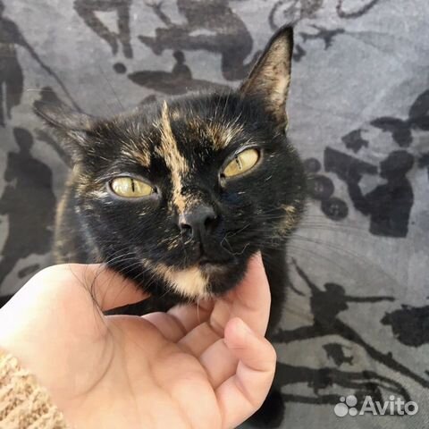 Кошка в добрые руки бесплатно