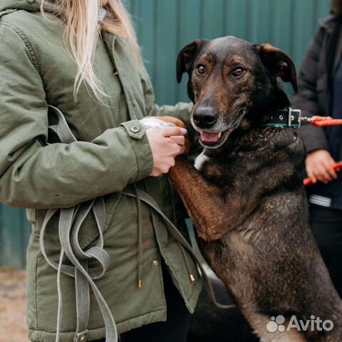 Очень ласковый пес ищет дом
