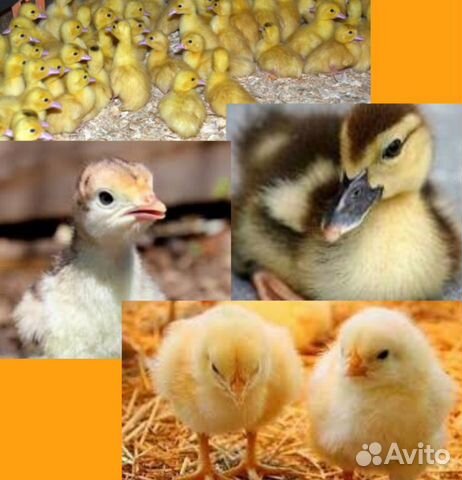 Молодняк домашней птицы