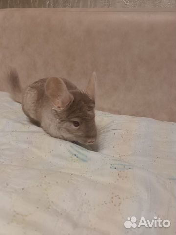 Шиншилла мальчик и девочка вместе с клеткой