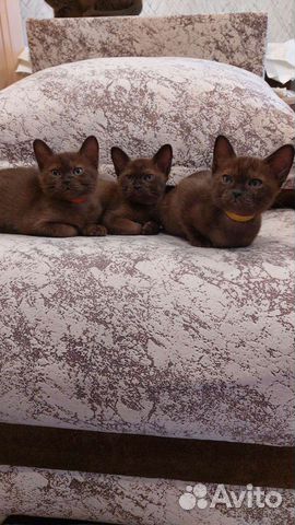 Клубные бурманские котята