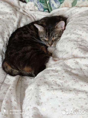 Кошки в добрые руки бесплатно