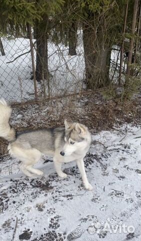 Лайка хаски