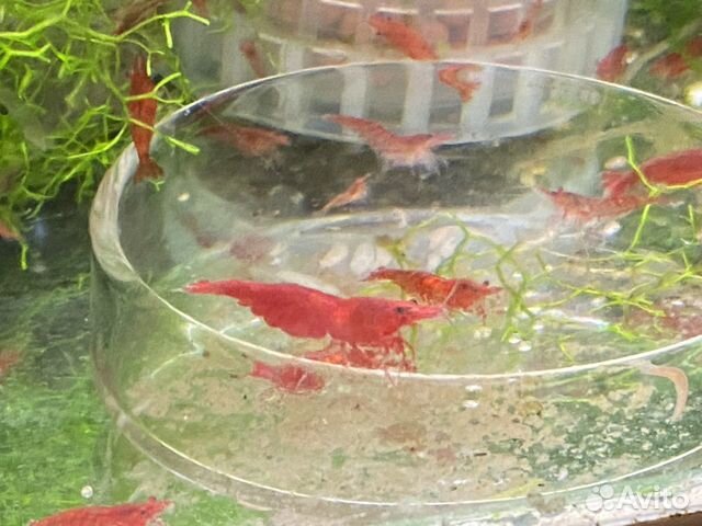 Криветки Вишня