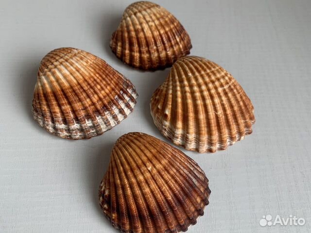Ракушки океанические