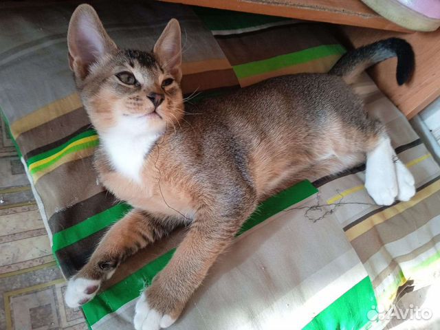 Абиссинский котёнок-полукровка