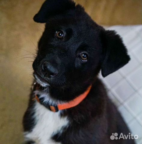 Красавчик Кай (Кобель 4 мес.) В Дар В Добрые Руки