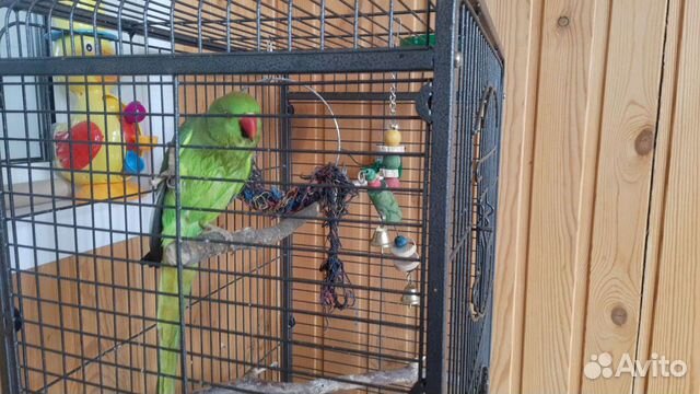 Ожереловый попугай птенцы