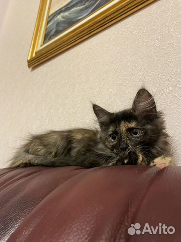 Котята в добрые добрые руки