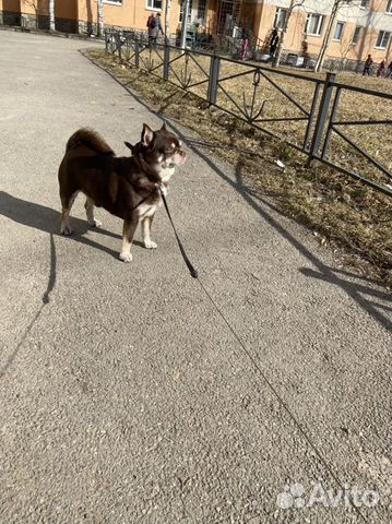 Вязка кобель чихуахуа