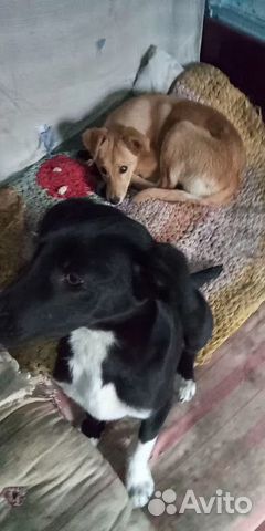 Помогите пристроить щенка в добрые руки