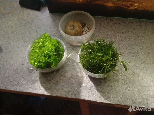 Аквариумные растения