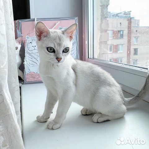 Бурмилла котята