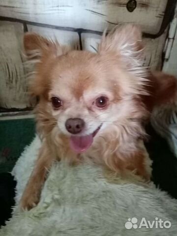 Свести собаку для случки