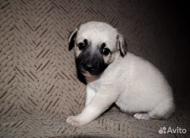 Щенок Белла