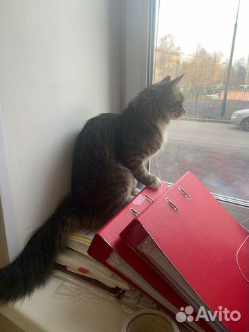 Ищу любящего хозяина для кота