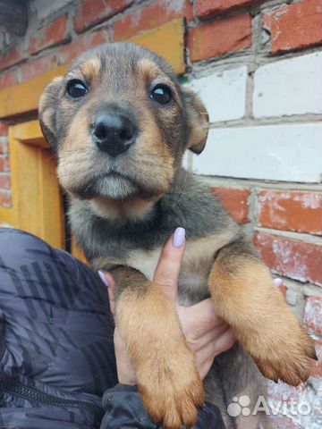 Щенок