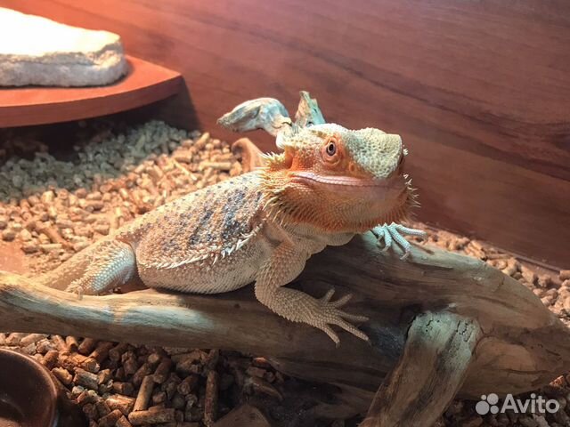 Бородатая агама