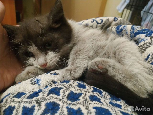 Двухмесячная черно белая девочка котенок