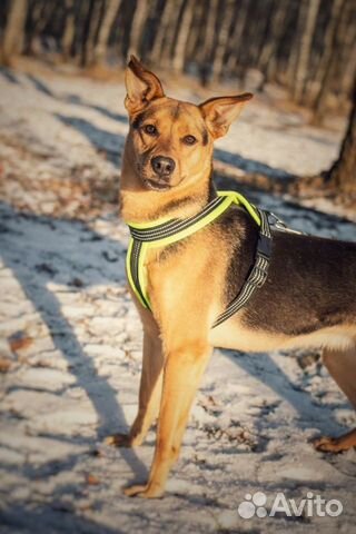 Собака в добрые руки