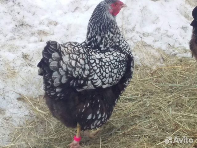 Молодые Петухи