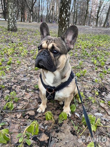 Вязка французского бульдога