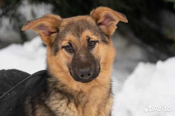 Милашка Нега в добрые руки