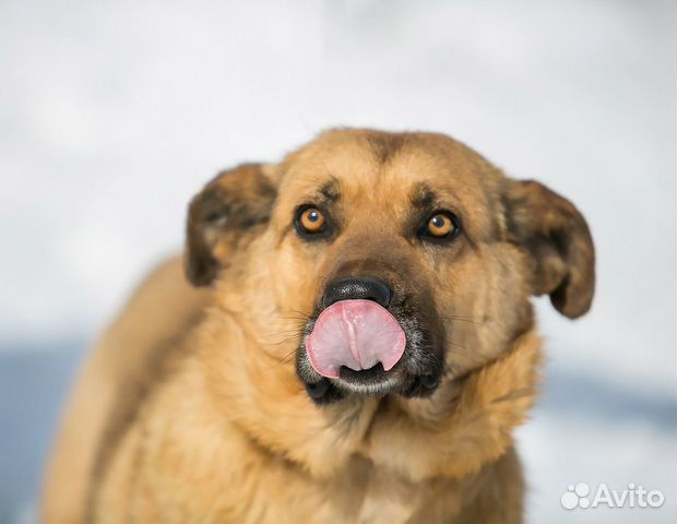 Собака Бобби ищет семью
