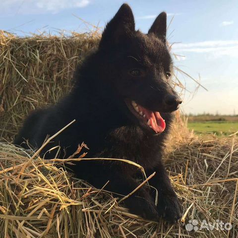 Щенок Схипперке