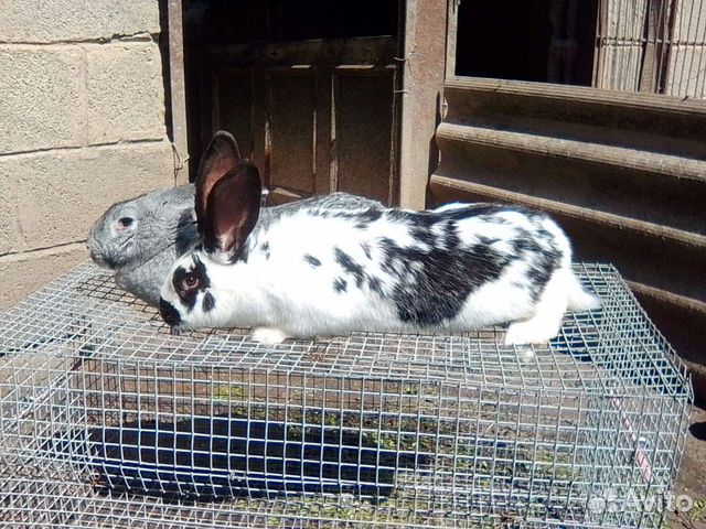 Кролики советская шиншилла бельгийский великан